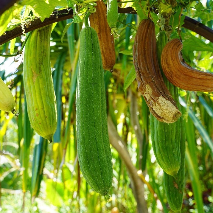 Shower Loofah – Ecoternatives